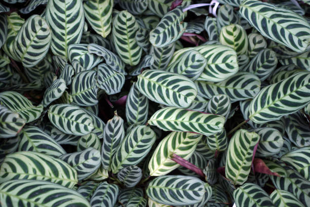 Calathea Care – The Lily Pot