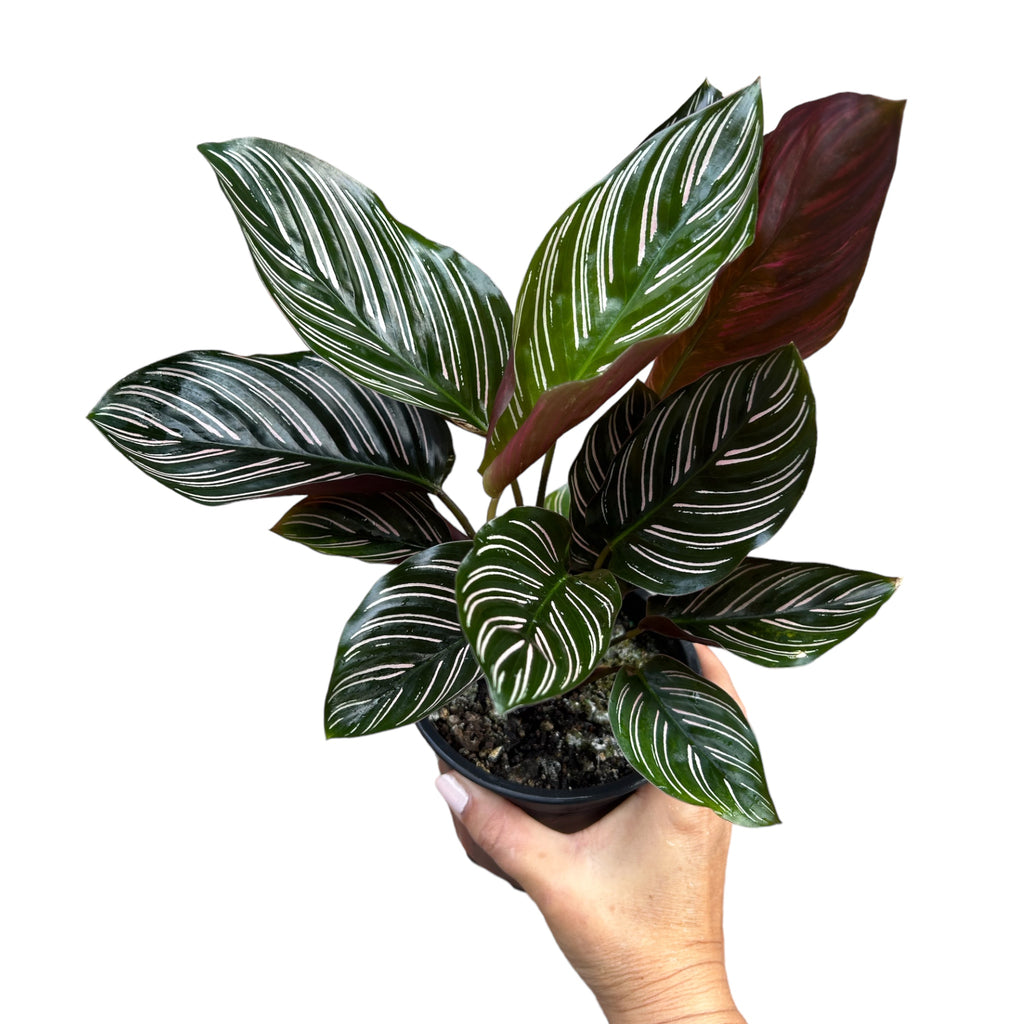 Calathea Ornata (Pin Stripe Plant) – The Lily Pot