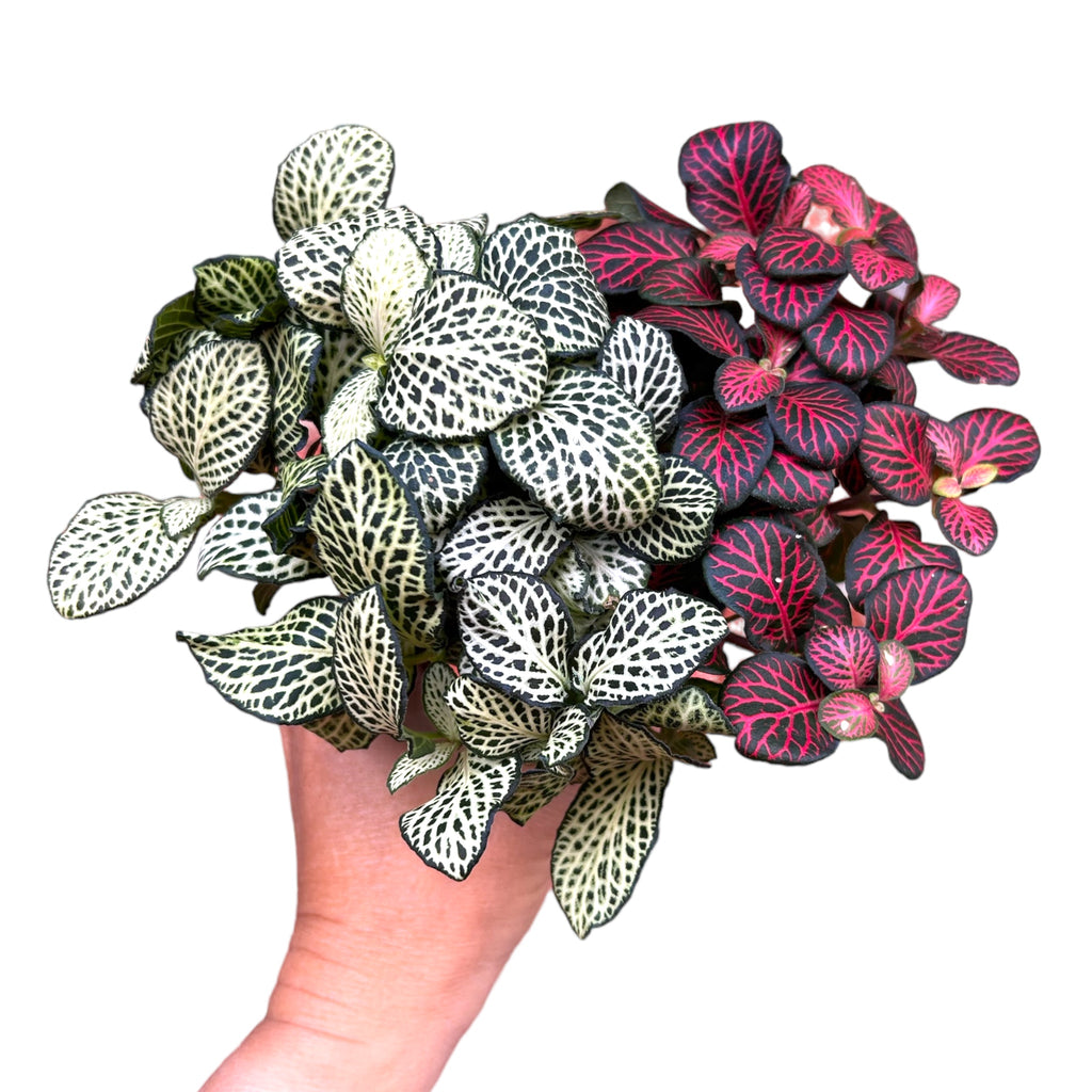 Mixed Fittonia Pot – The Lily Pot