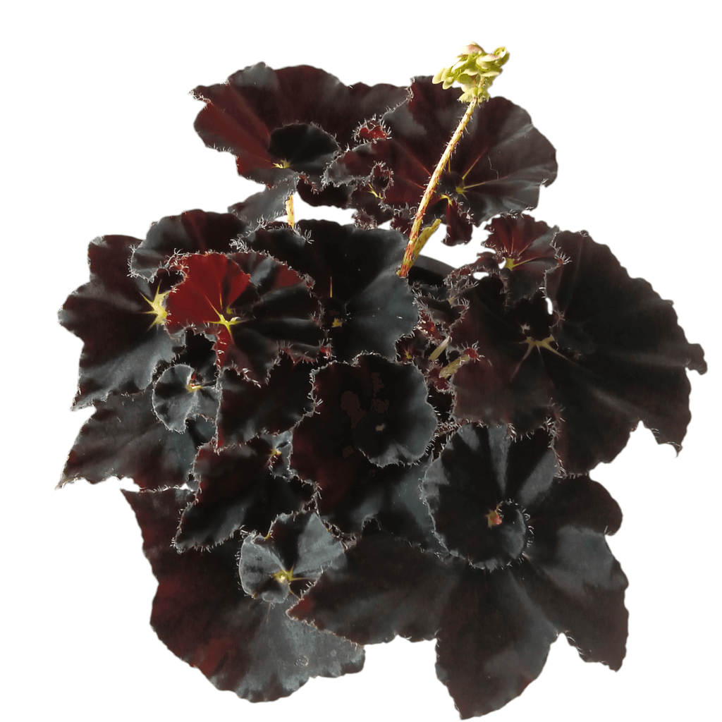 Begonia Black Mamba – The Lily Pot