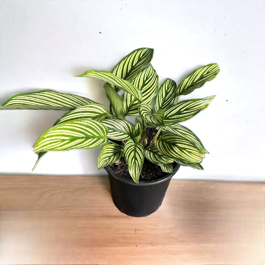 Calathea Vittata – The Lily Pot