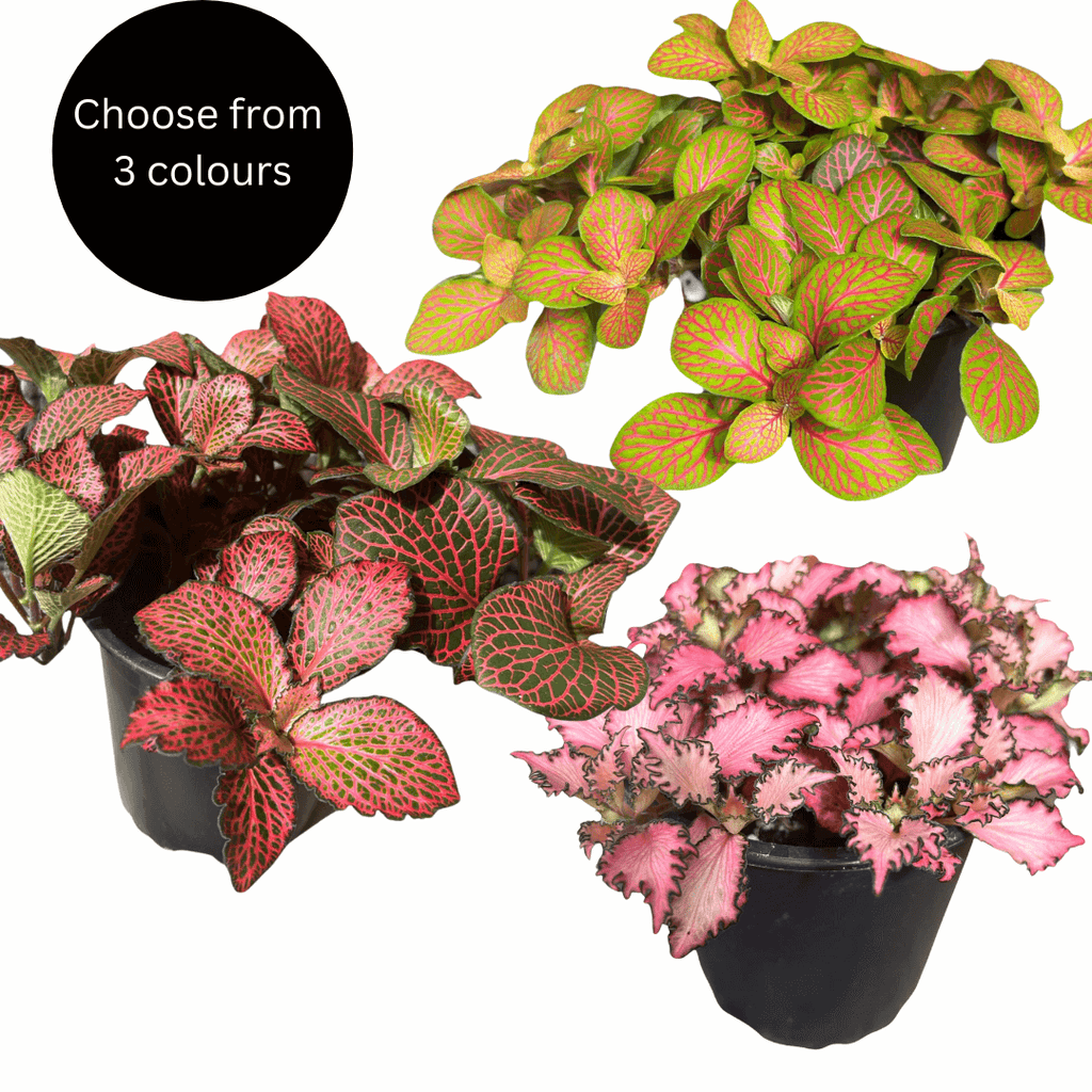 Fittonia - 3 Varieties – The Lily Pot