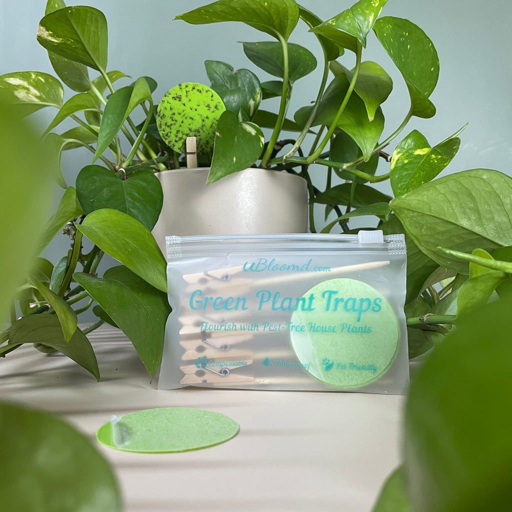 Green Gnat Traps – The Lily Pot