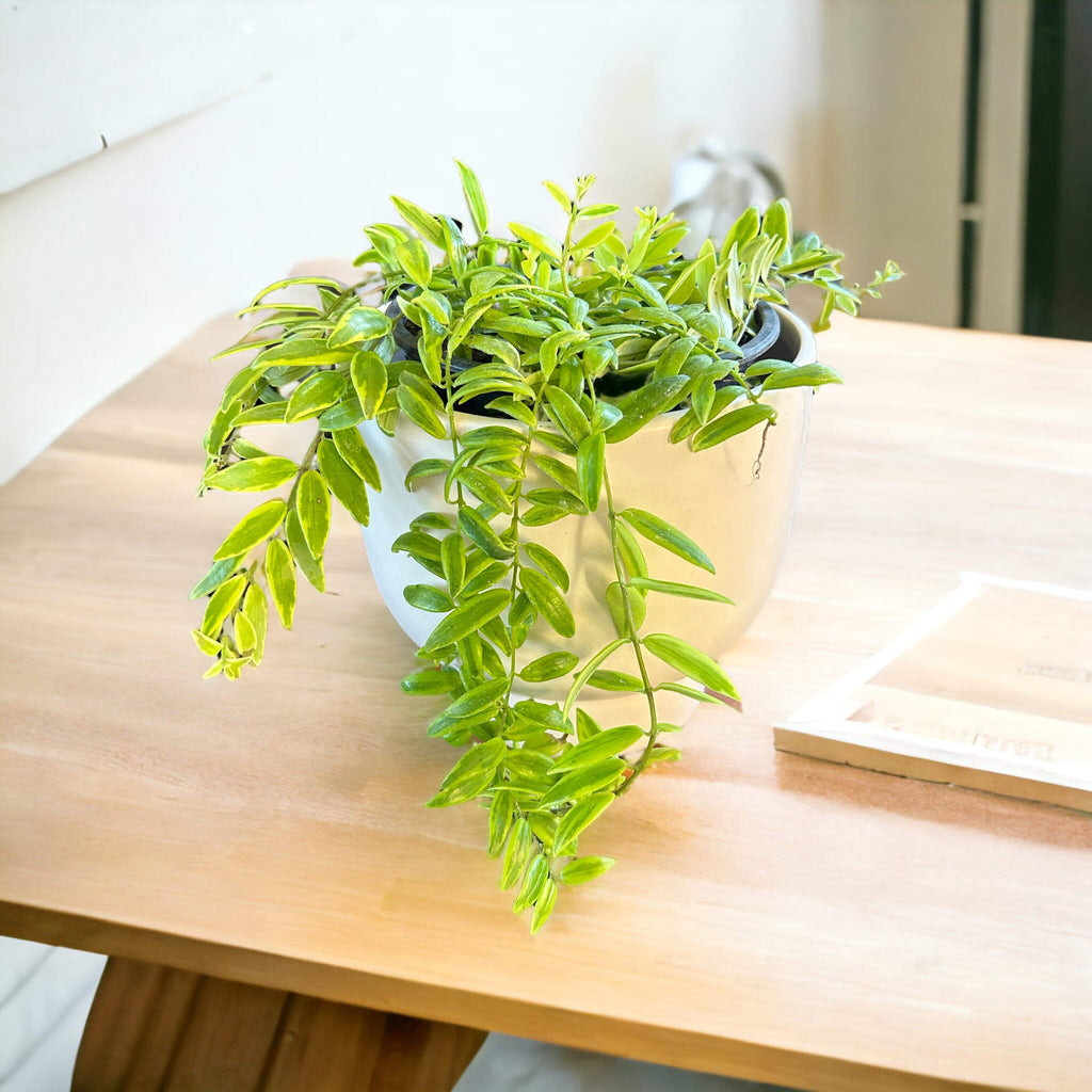 Columnea Arguta (variegated) - Goldfish Plant – The Lily Pot