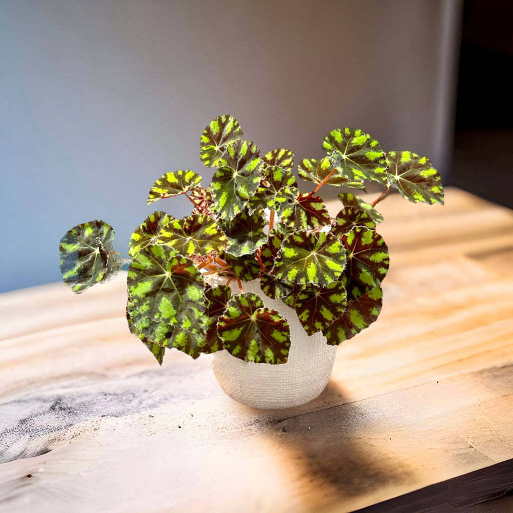 Begonia Tiger Paws/Eyelash – The Lily Pot